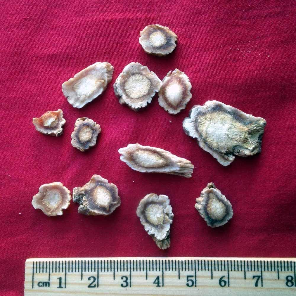 Amazon.com: XYP Jiegeng Jie Geng Radix Platycodonis Platycodon Root 桔梗 ...