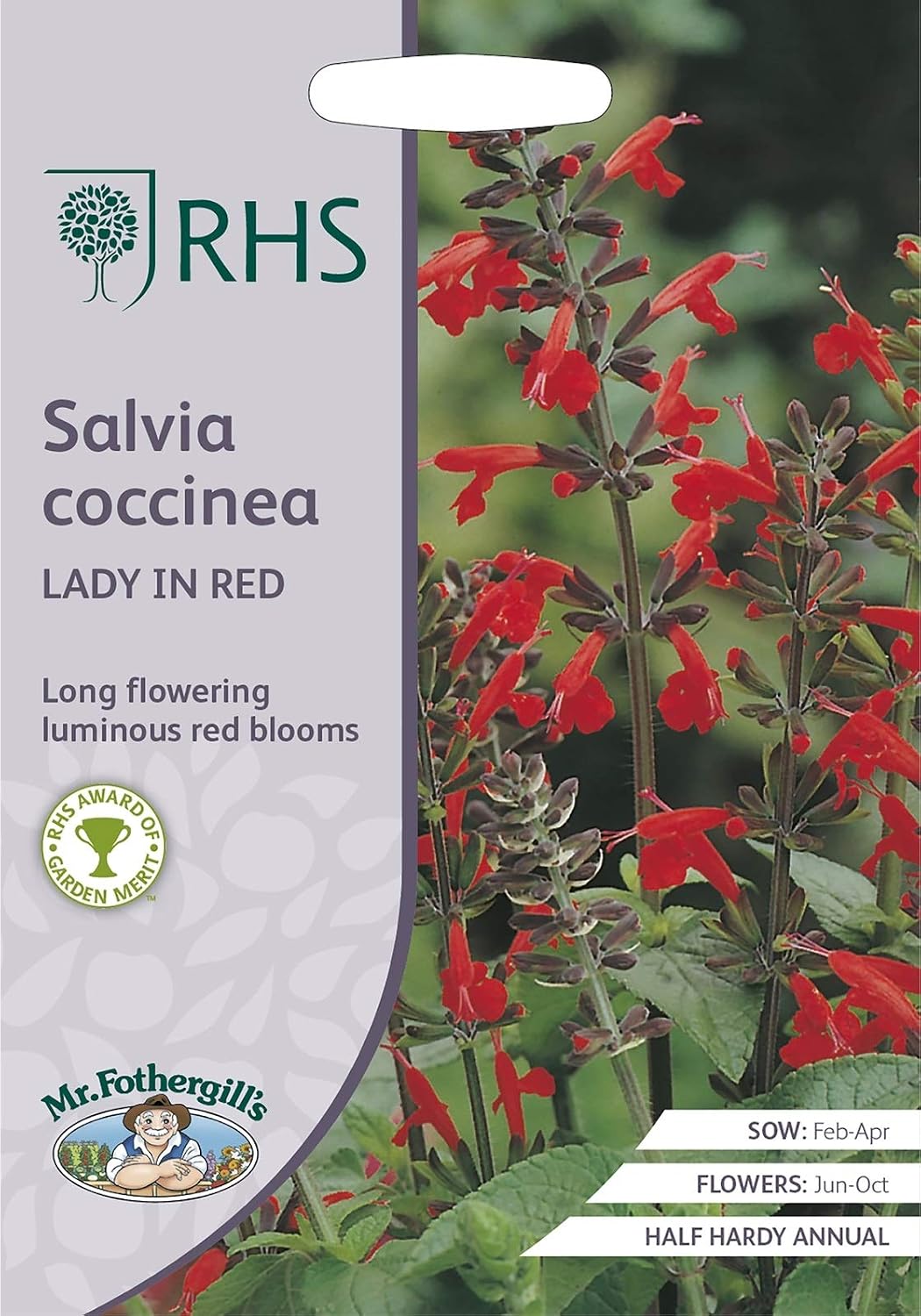 RHS Salvia 'Lady In Red' Seeds : Amazon.co.uk: Garden