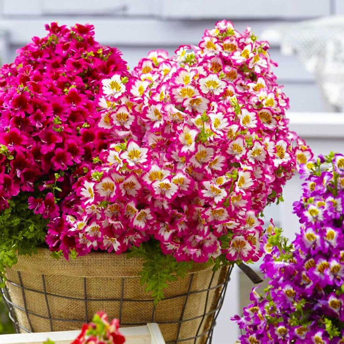 Amazon.com : Mixed Angel Wings Flower Seeds Easy to Grow 25 Seeds ...