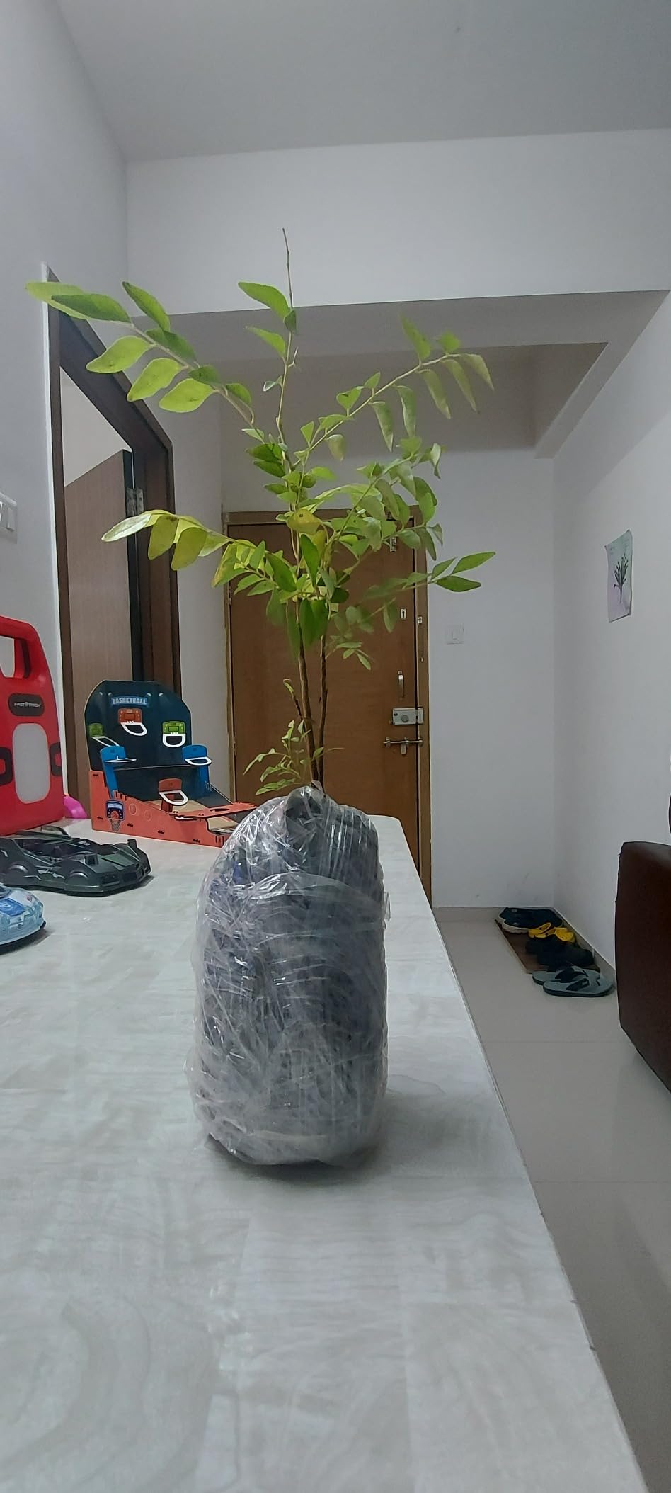 Creative Farmer Live Culinary Plant Curry Leaves (Murraya/Chalcas ...