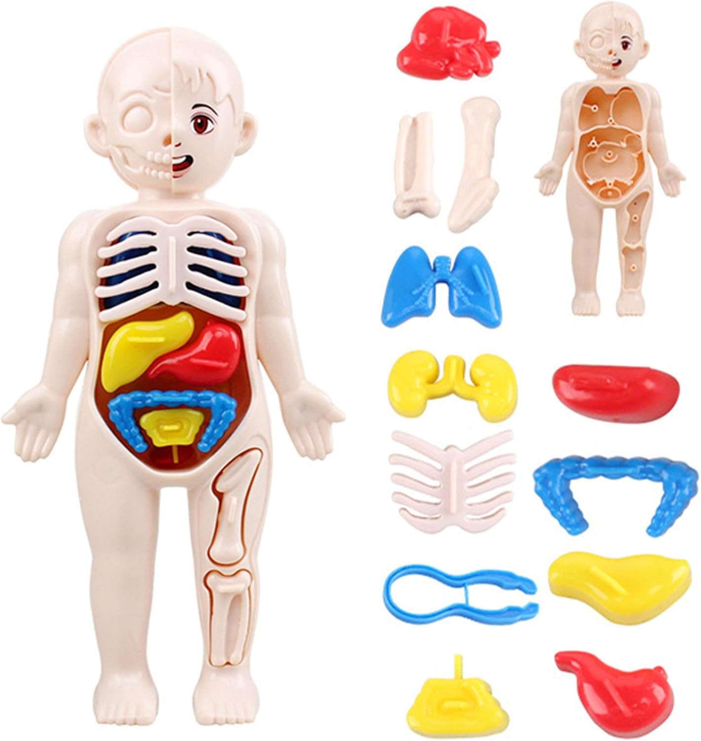 Amazon.com: Diysupmkt DIY Assemble Human Skeleton Model for Anatomy ...