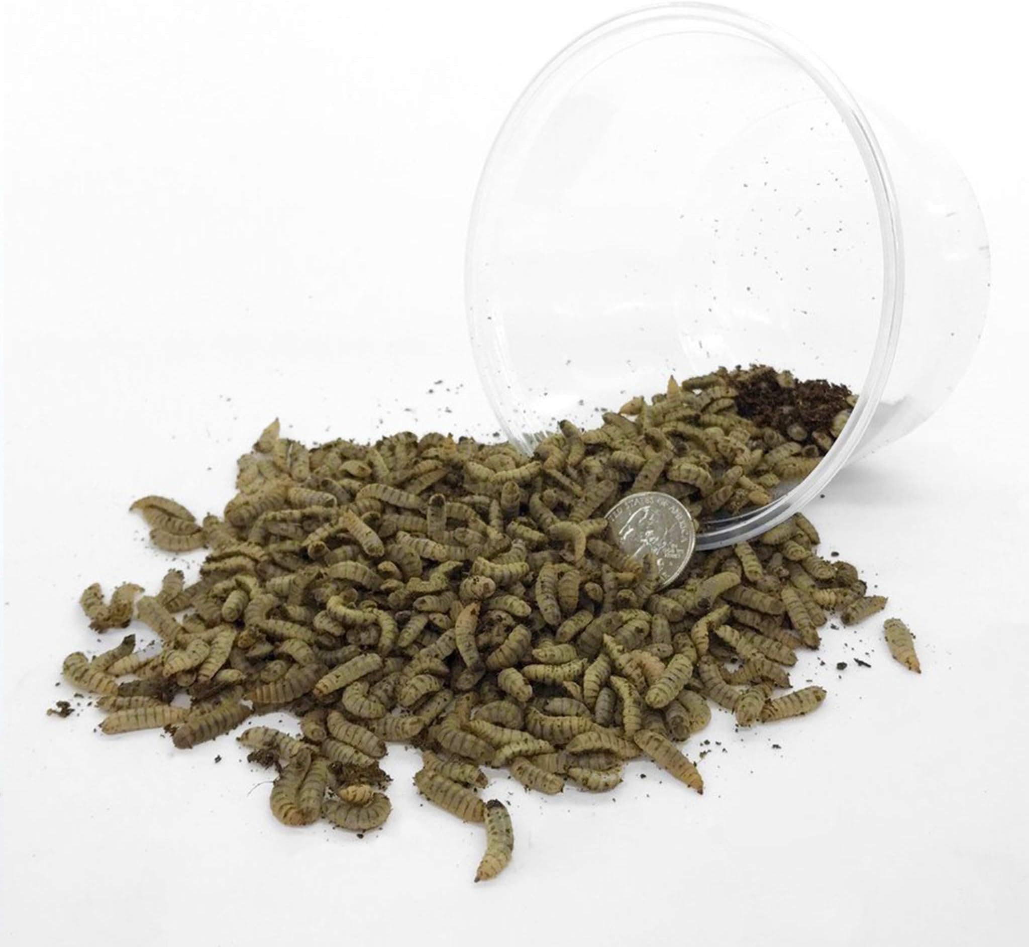 Amazon.com : Josh's Frogs House Fly Pupae (50 Count) : Pet Supplies