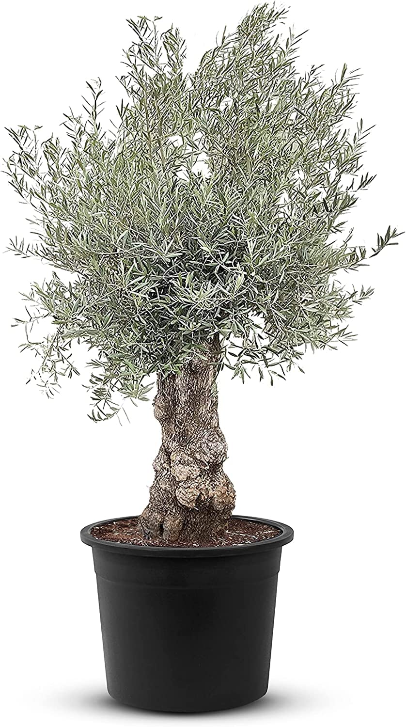 Buy TropicTrees - Hardy olive tree with a height of 250 cm - trunk ...
