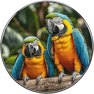 Amazon.com: Two Parrots Fridge Magnets Funny Strong Magnetic ...