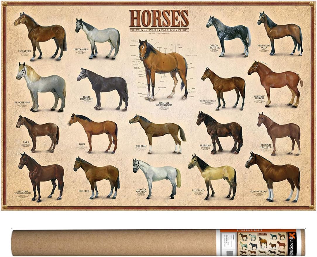 Amazon.com: EuroGraphics Horses Poster, 36 x 24 inch: Posters & Prints