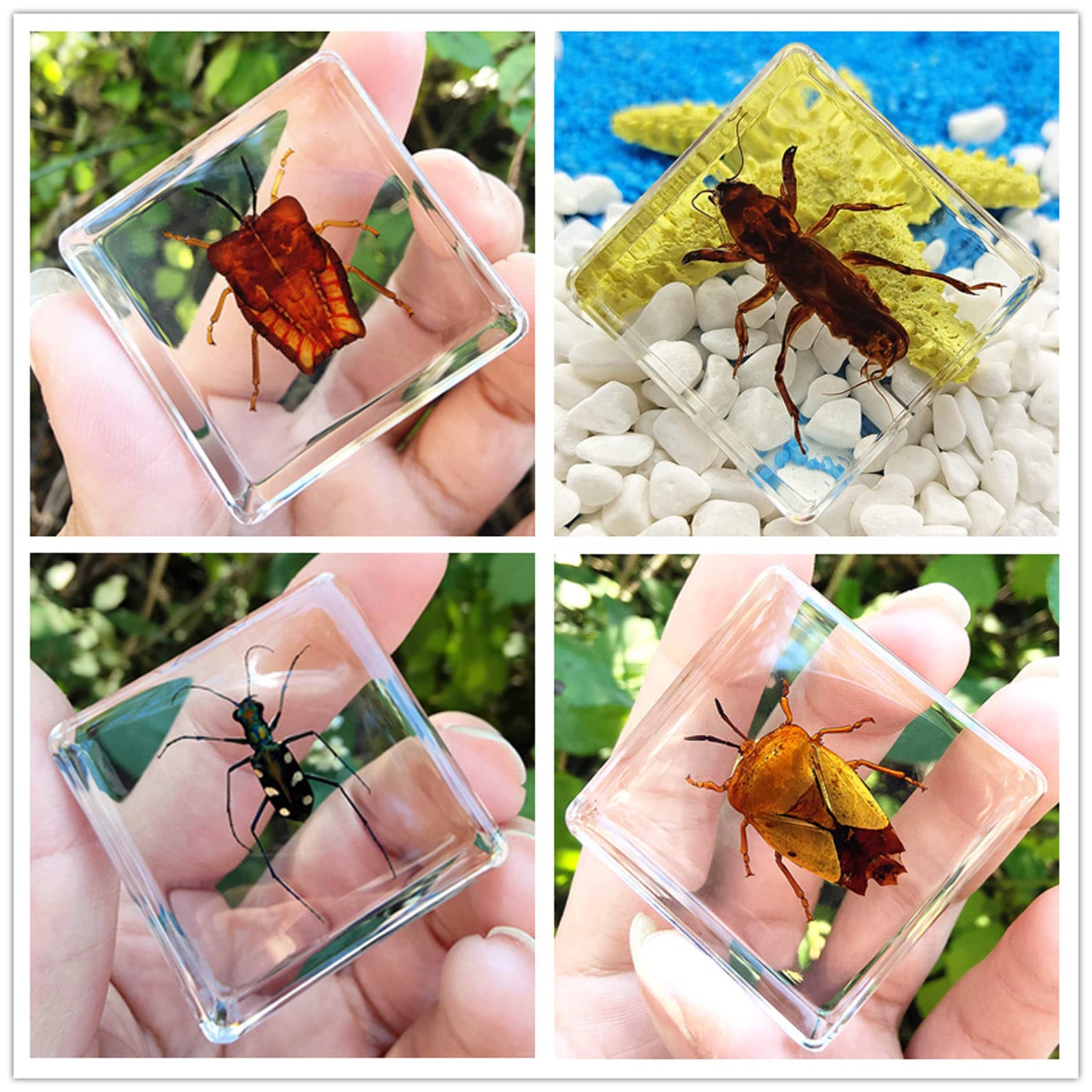 Real Insect Specimen Articulated Specimen Embedded Specimen Transparent ...