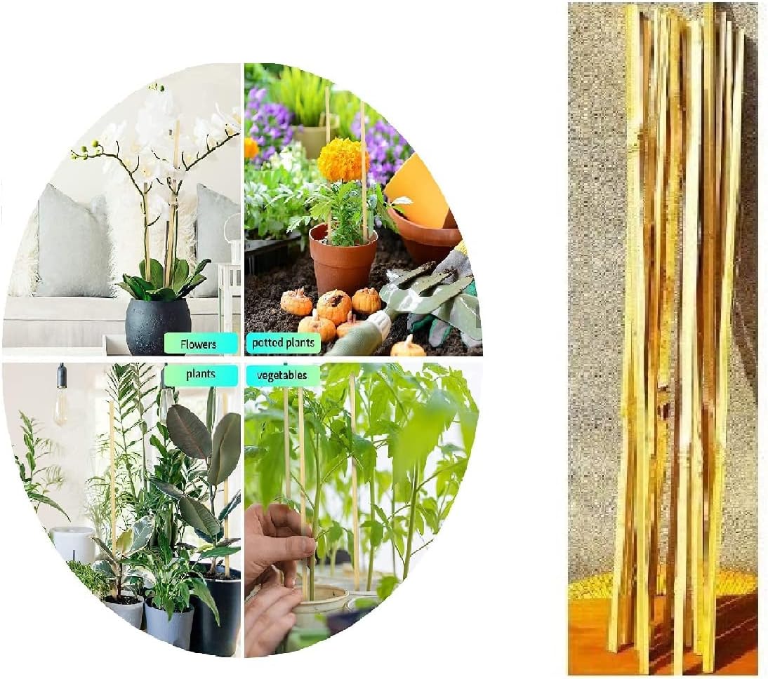 Bamboo Sticks for Plants Support (Set of 20) 3 Feet, 91cm Used to ...