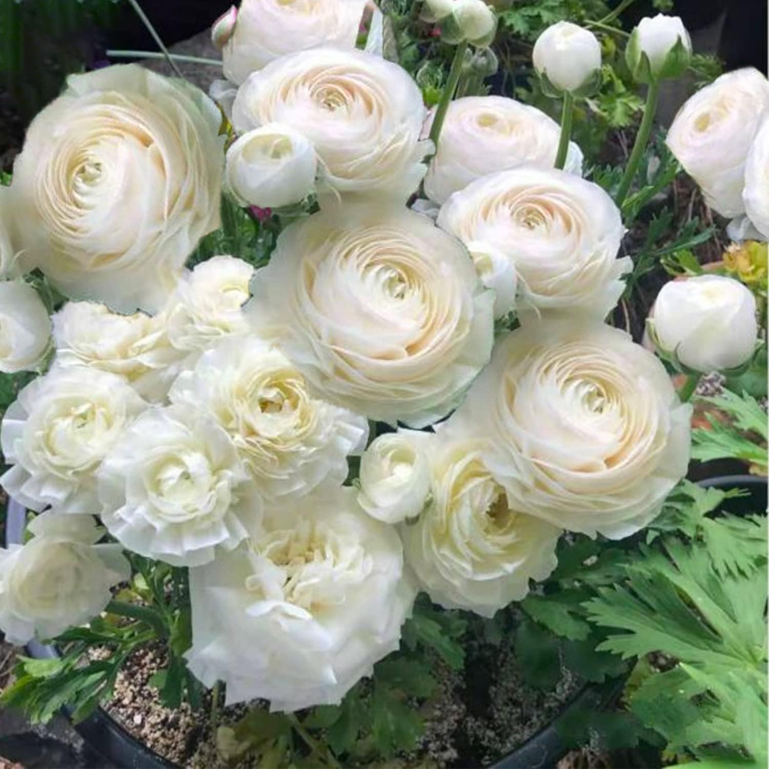 Amazon.com : 10 White French Peony Ranunculus Bulbs for Planting ...