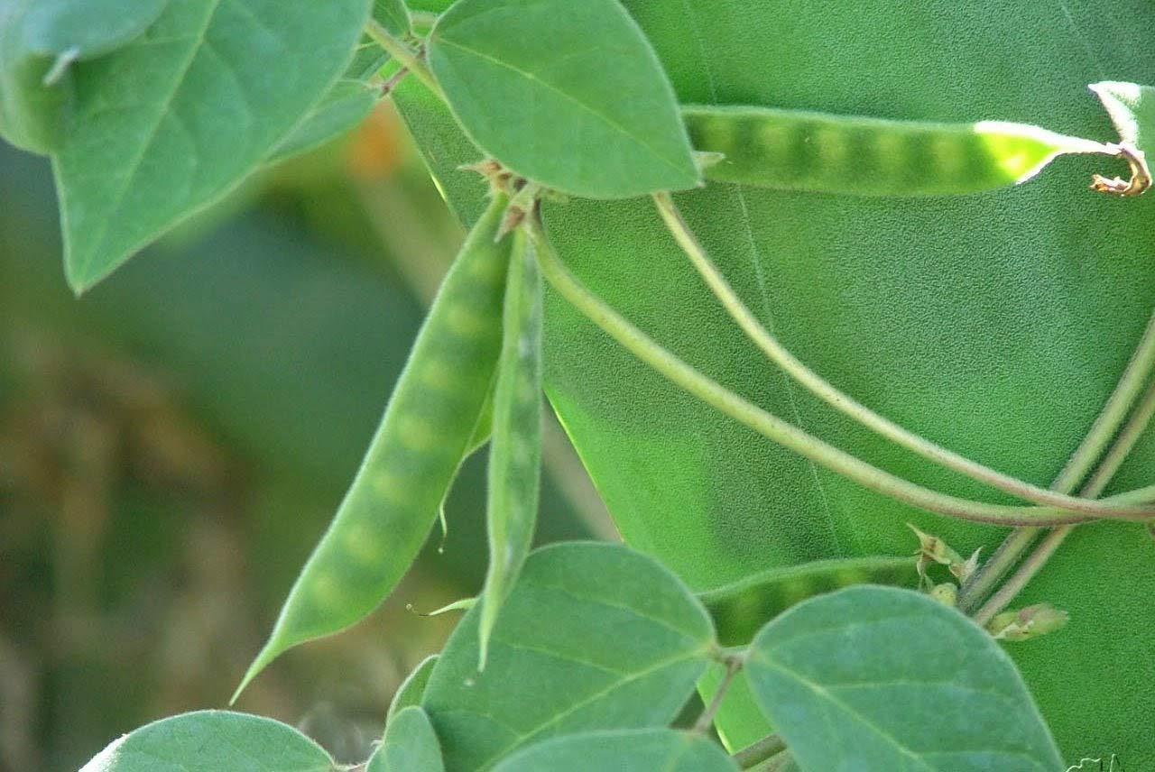 Horse Gram Plant Horse Gram Plant Stock Photos Free & Royalty Free