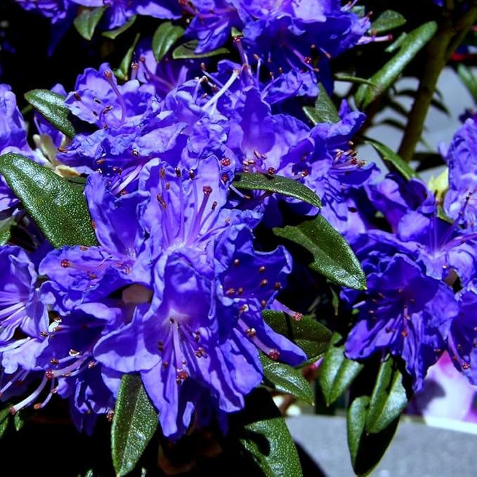 Amazon.com : Purple Azalea Plants Live Tree for Outdoor Growing, 9 ...