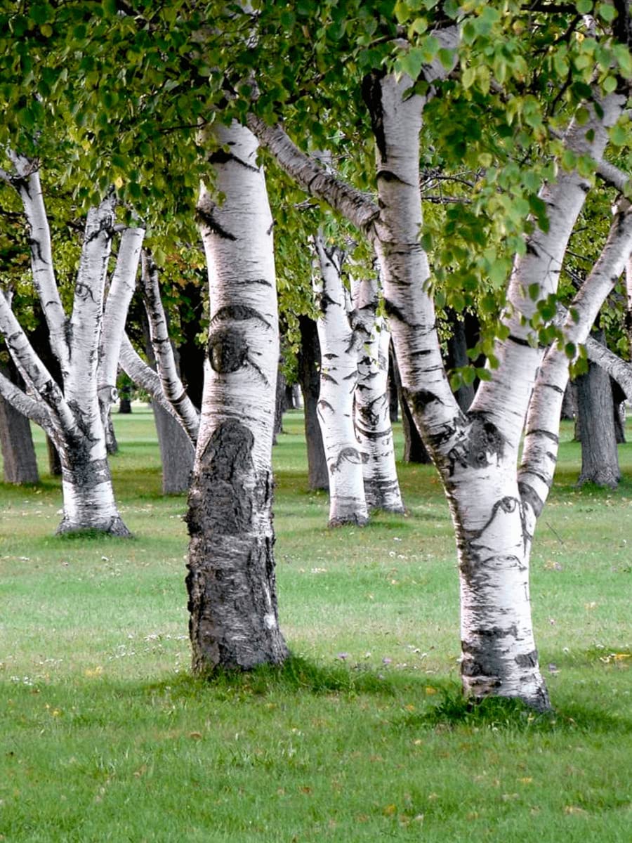 Betulla Bianca BETULLA – Gruppi Di Cammino Di Bollate