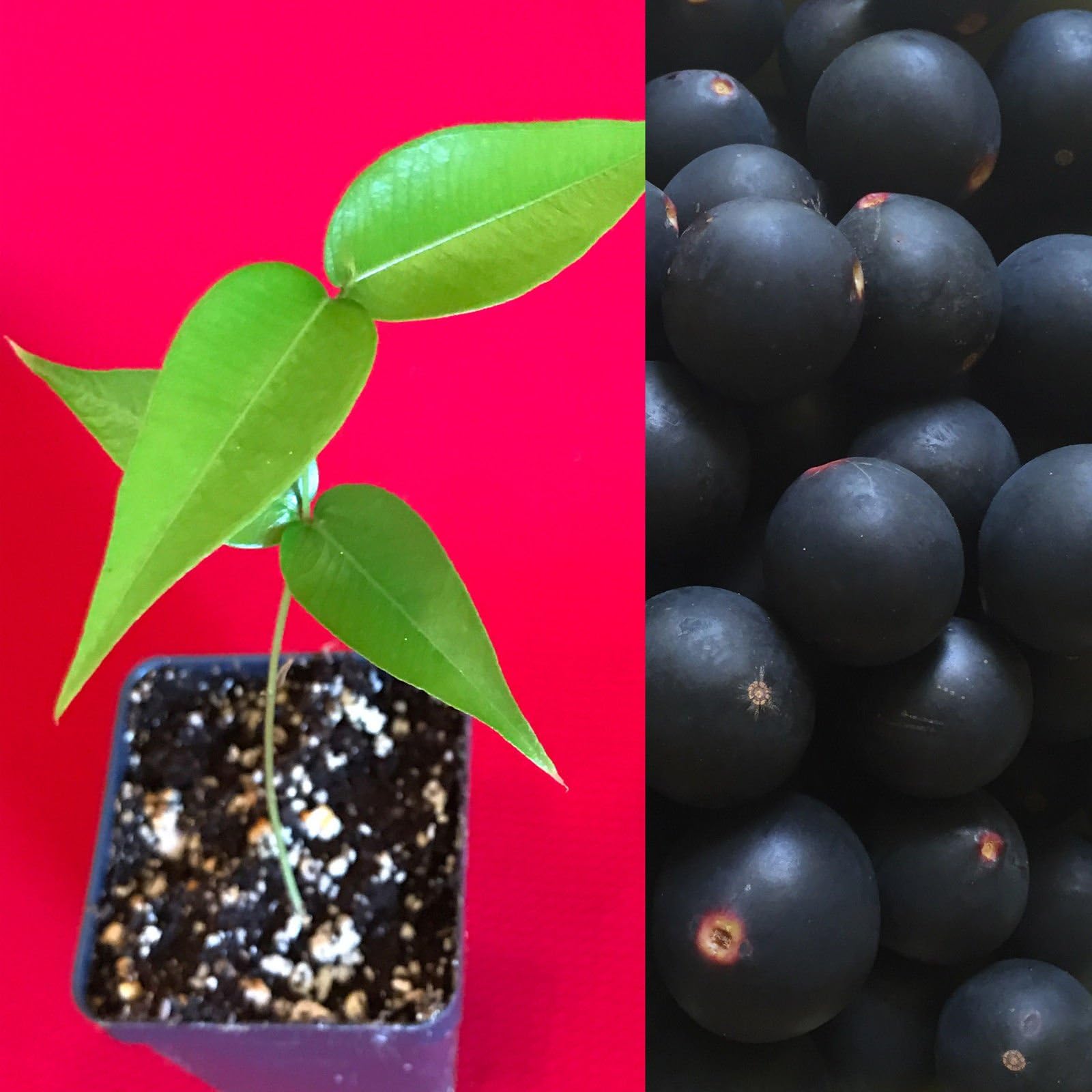 Amazon.com : MITRAEE 100 Jabuticaba Fruit Seeds : Patio, Lawn & Garden