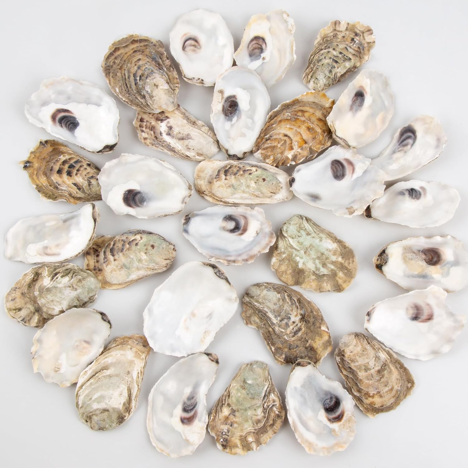 Amazon.com: QEQEKAKA 30PCS Oyster Shells 2"-2.5" Small Flat Oyster ...