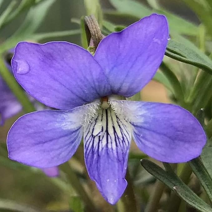 Amazon.com : CHUXAY GARDEN Viola Pedatifida-Prairie Violet,Crow-Foot ...