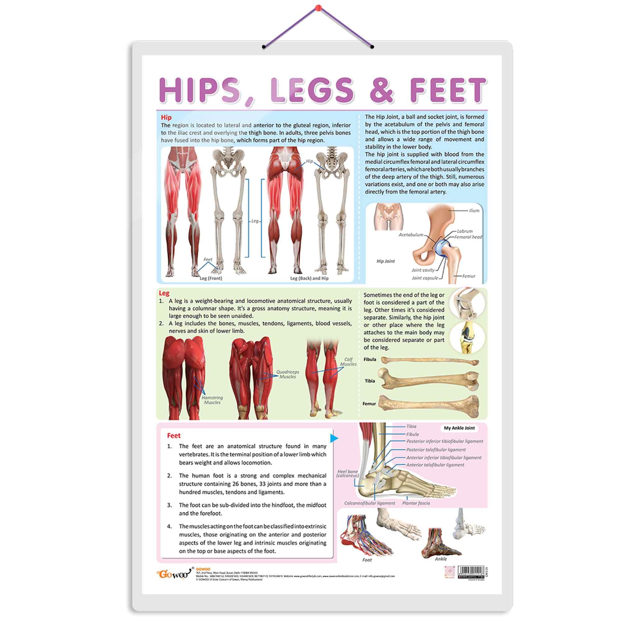 Buy HIPS, LEGS AND FEET CHART | Understanding Lower Extremity Structure ...