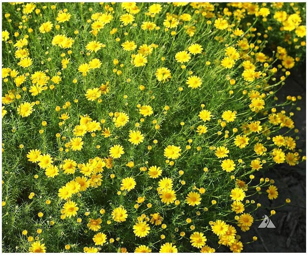 Amazon.com : Dahlberg Daisy Seeds - Annual Texas Native - 11,500 Tiny ...