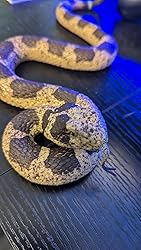 Amazon.com: Upitry Rubber Snakes Fake Snake Rattlesnake - Realistic ...