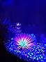Amazon.com : Uniclife Aquarium Imitative Rainbow Sea Urchin Ball ...