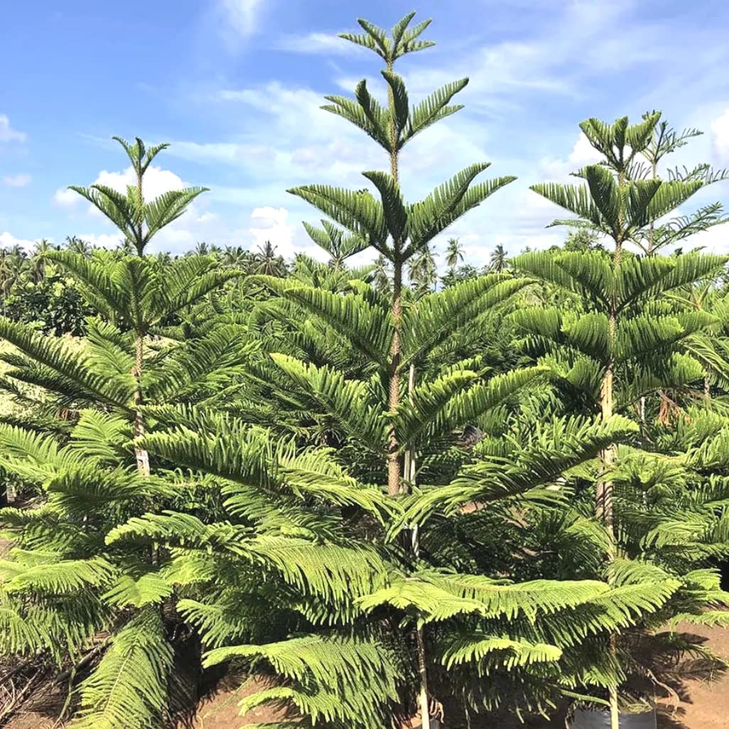 Araucaria Columnaris