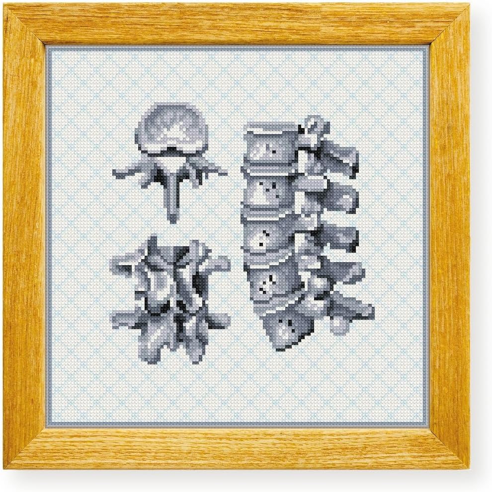 Amazon.com: Awesome Pattern Studio Lumbar Vertebrae The Human Anatomy DS2080, Diamond Painting ...