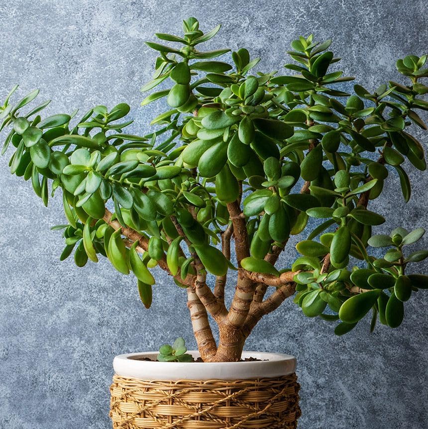 Mini jade plant without pot (Pack of 1) : Amazon.in: Garden & Outdoors