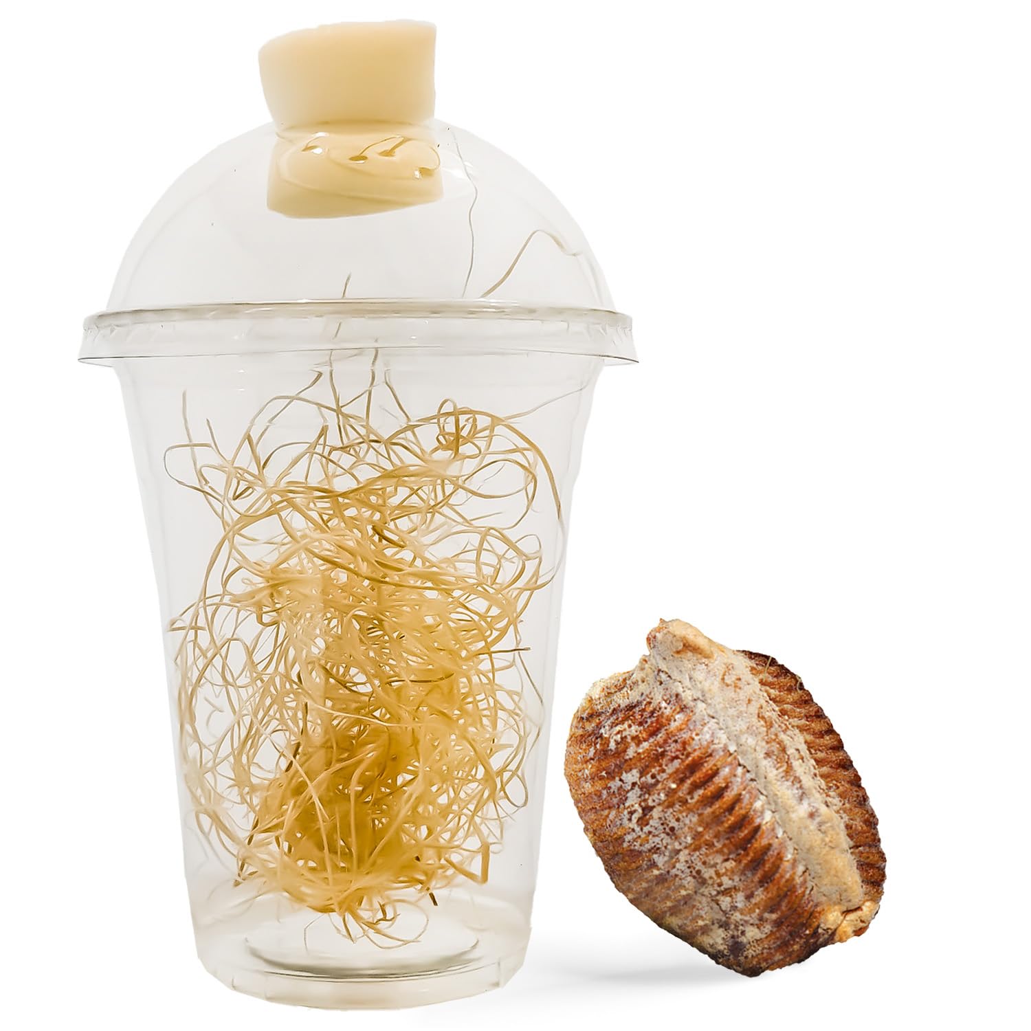 Amazon.com : Carolina Praying Mantis Egg Cases Hatching Habitat Cup ...
