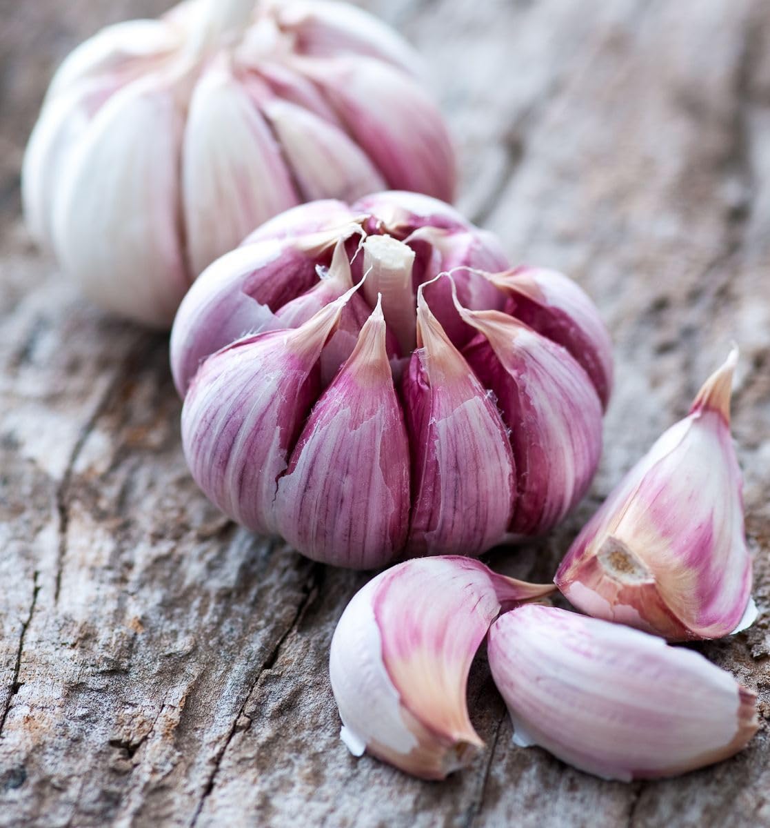 Oakwood Farms® Pink garlic vegetables bulbs | vegetable Seeds | garlic ...