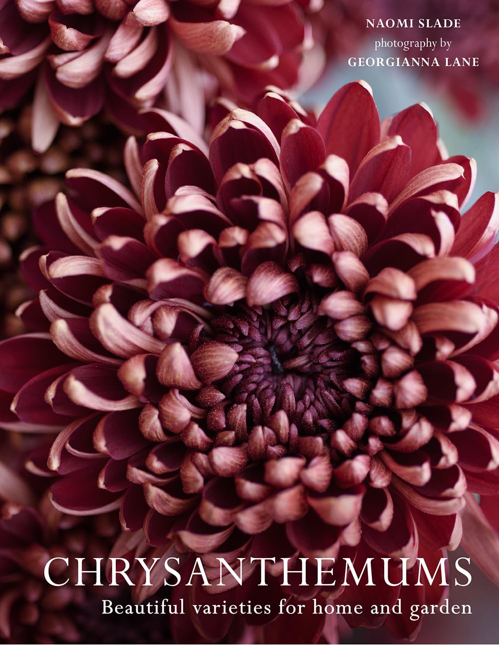 Chrysanthemums: The ultimate guide for growing and cutting flower ...