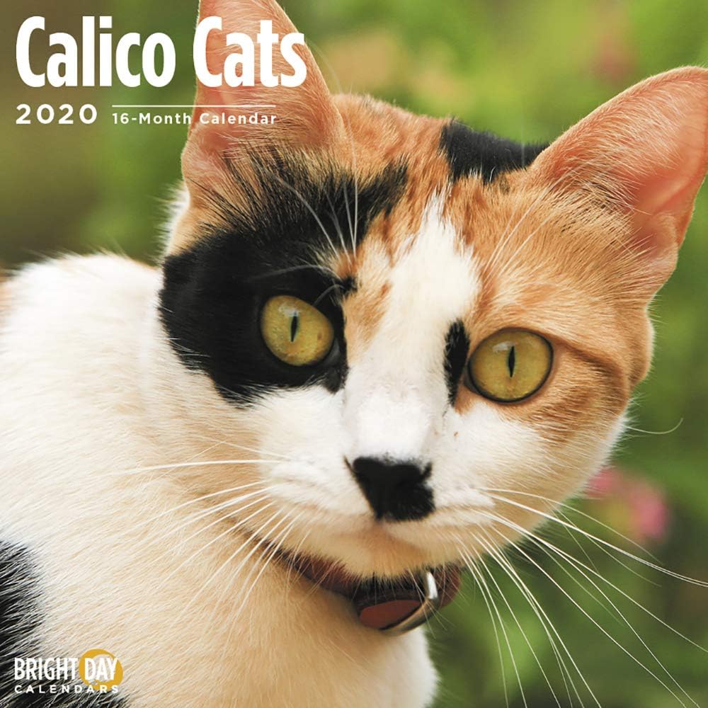 Amazon.com: 2020 Calico Cats Wall Calendar by Bright Day, 16 Month 12 x ...