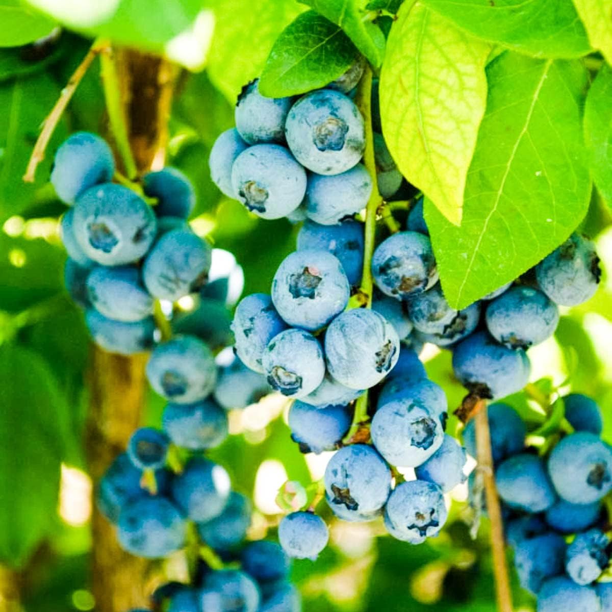 Amazon.com : GURNEY'S - Semi-Dwarf Northland Blueberry Bush Dormant ...