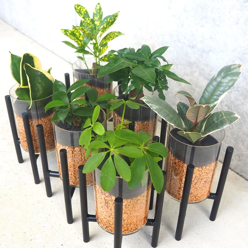 Amazon｜ITANSE ミニ観葉クリアポット3.5号・スタンド付 見計らいセット 4個セット【見計らい観葉植物】卓上サイズの、ミニサイズの観葉植物です。【※品種・鉢色・サイズのご指定はでき ...