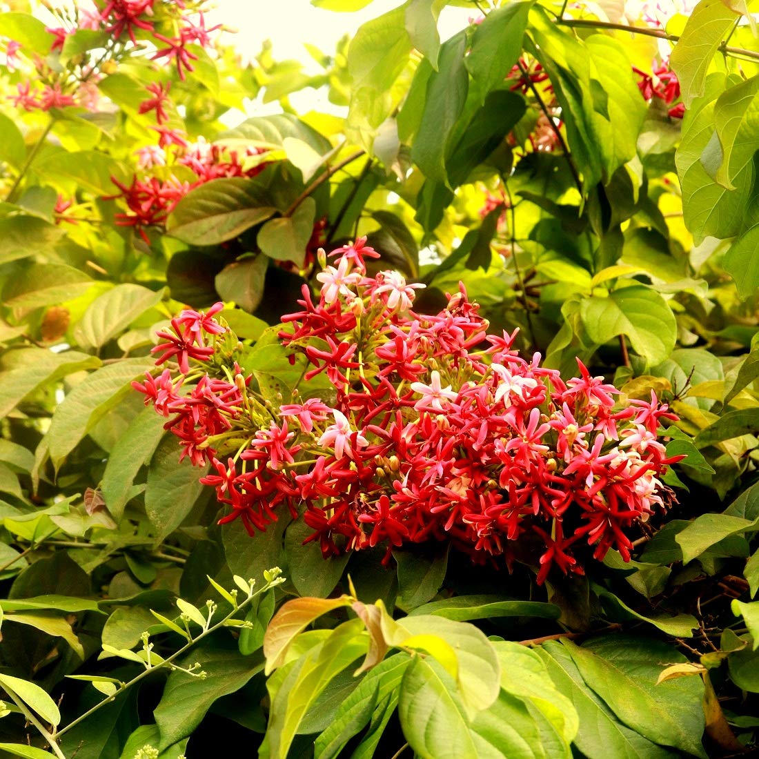 PlantsShip Dwarf Rangoon Creeper Dwarf Burma Creeper Madhu malati ...