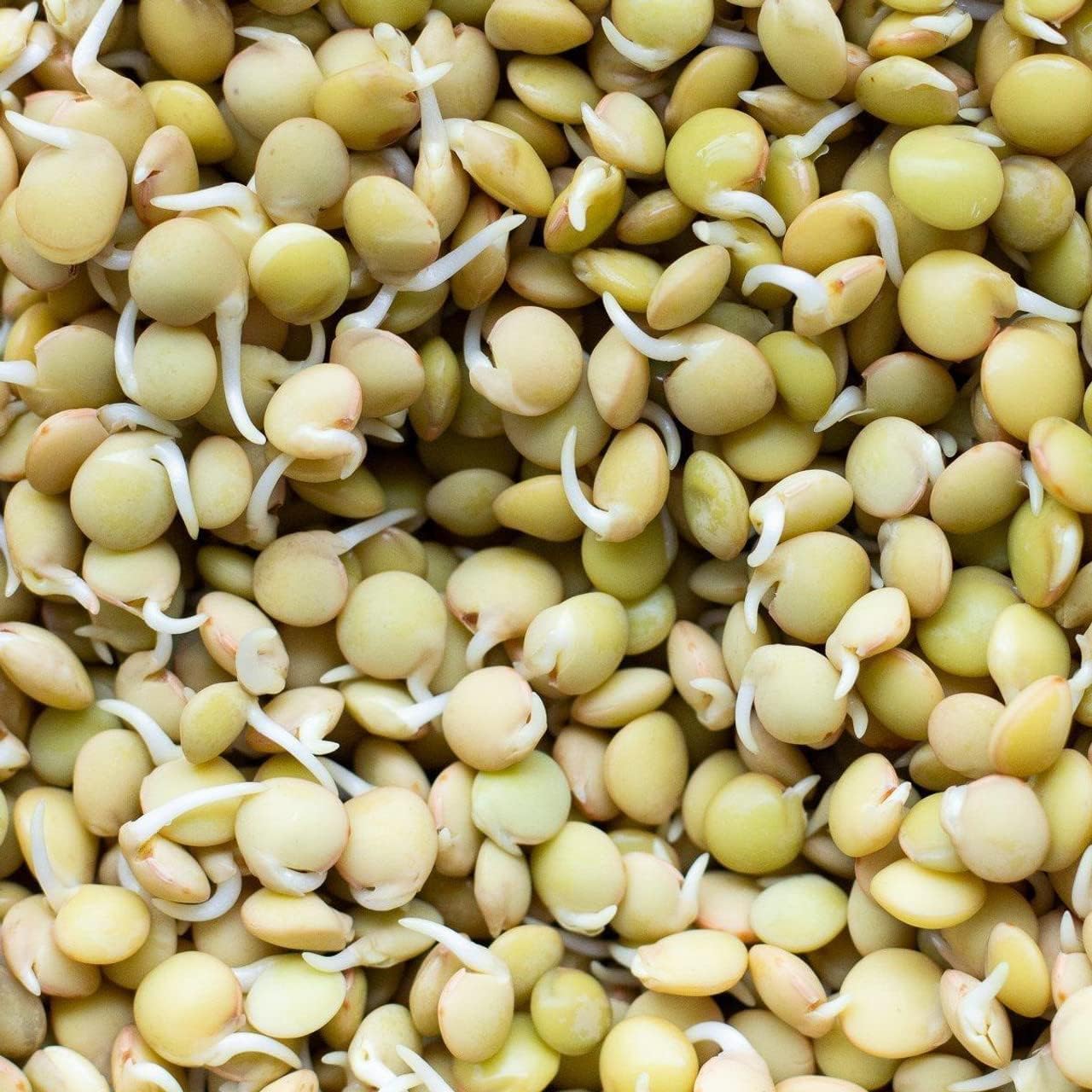 Amazon.com: Todd's Seeds Sprouting Green Lentil Seeds, Heirloom, Non ...