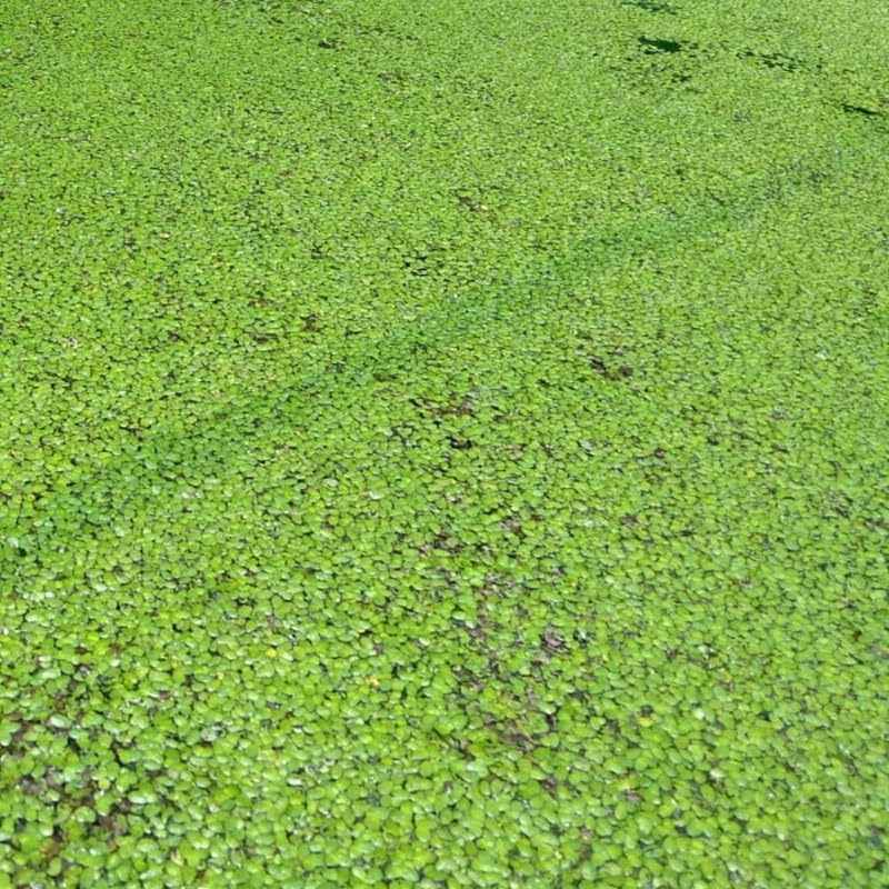 Duckweed (Lemna Minor) Live Plant - Spirodela polyrhiza Live Aquatic ...