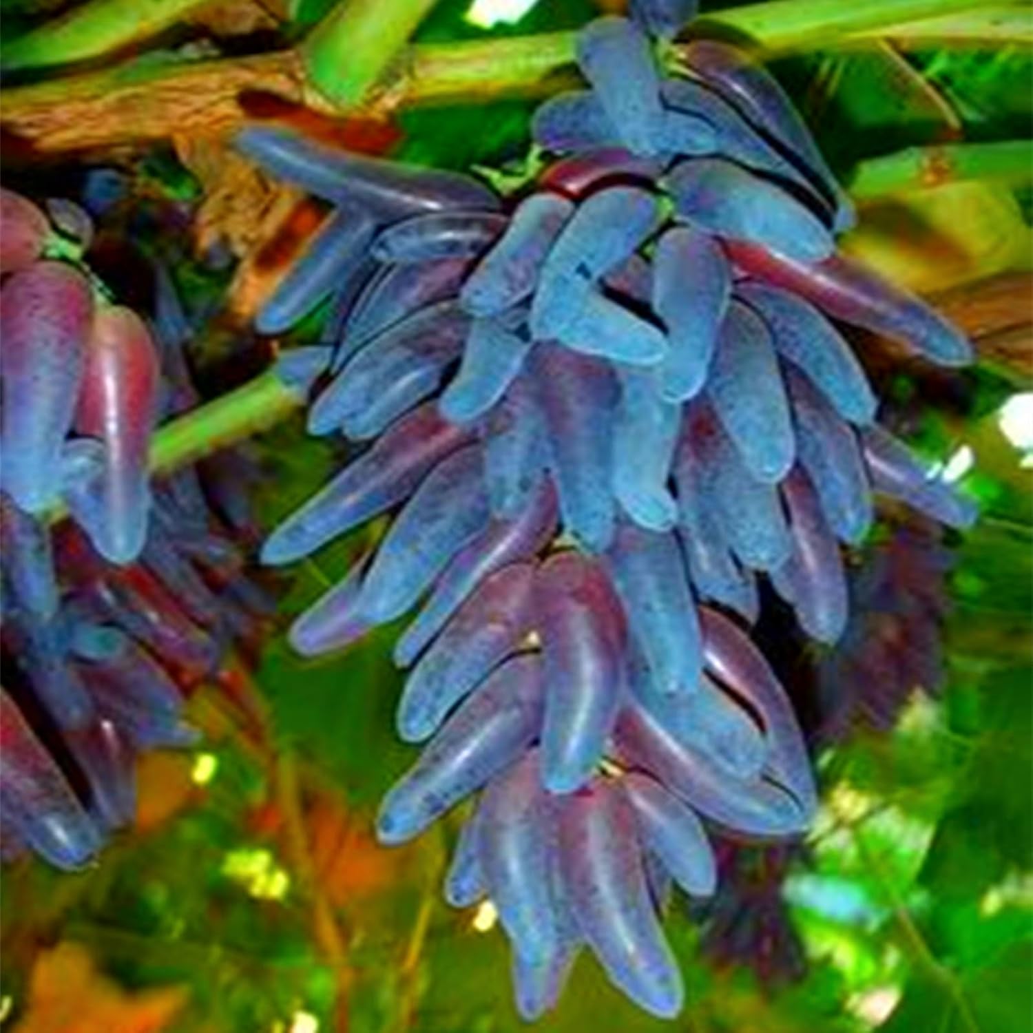 Amazon.com : Grape Roots for Planting - Rare and Delicious Varieties-2 ...