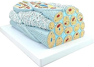 Understanding Striated Muscles: Causes And Structural Mechanisms ...