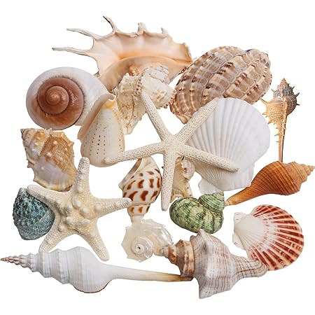 Amazon.com: Sea Shells Mixed Beach Seashells - Various Sizes up to 2 ...