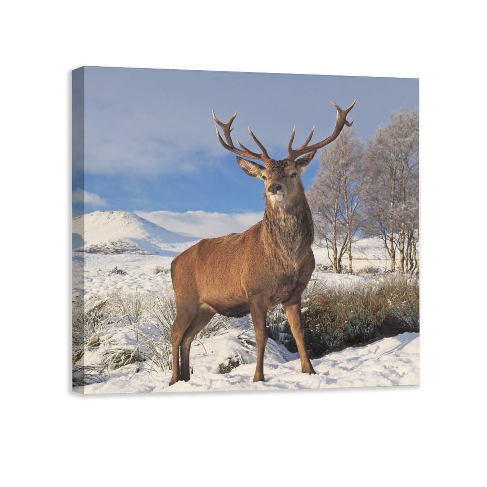 Nature Scenery With Animals