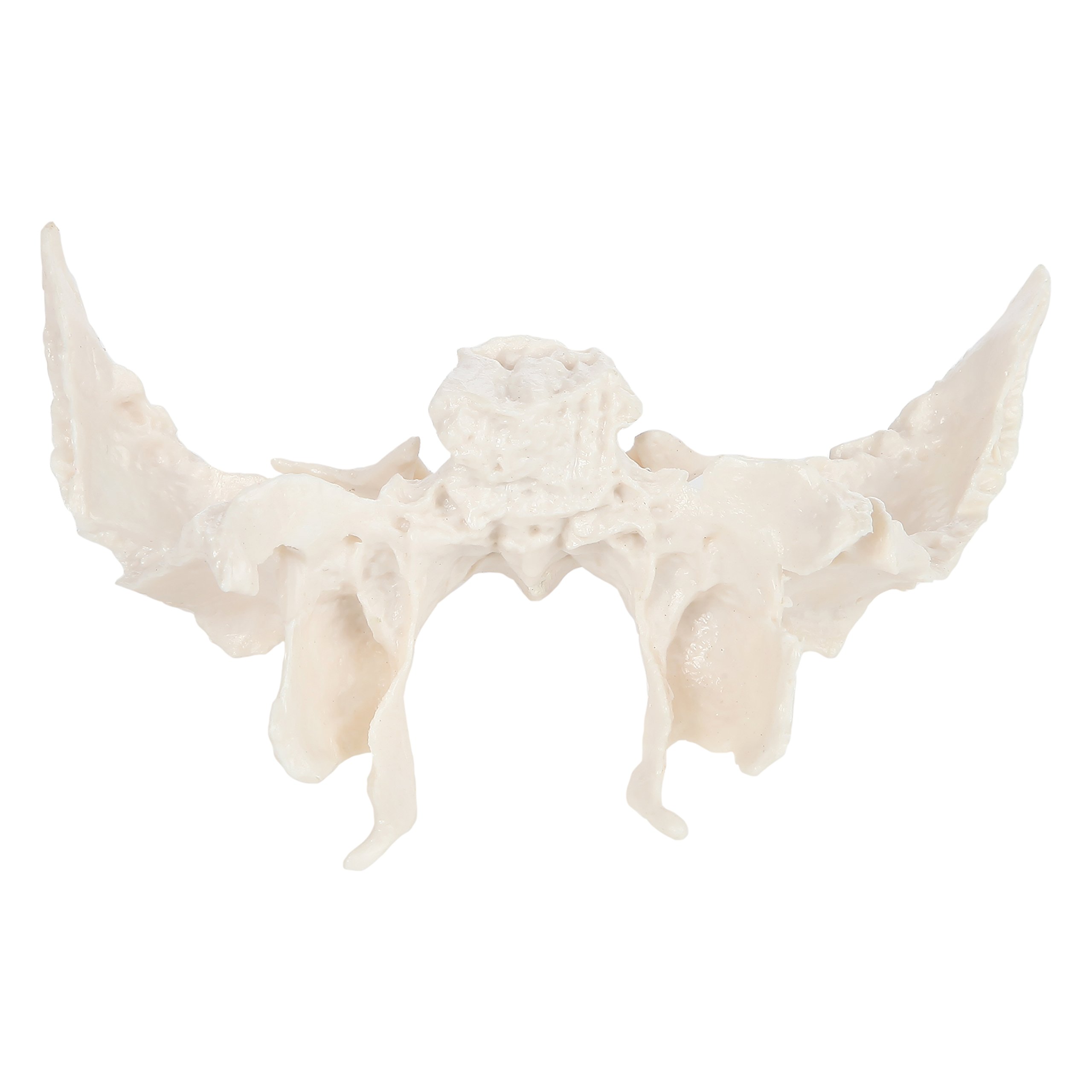 Weird Stuff Axis Scientific Sphenoid Bone Model - Life Size Cast From ...