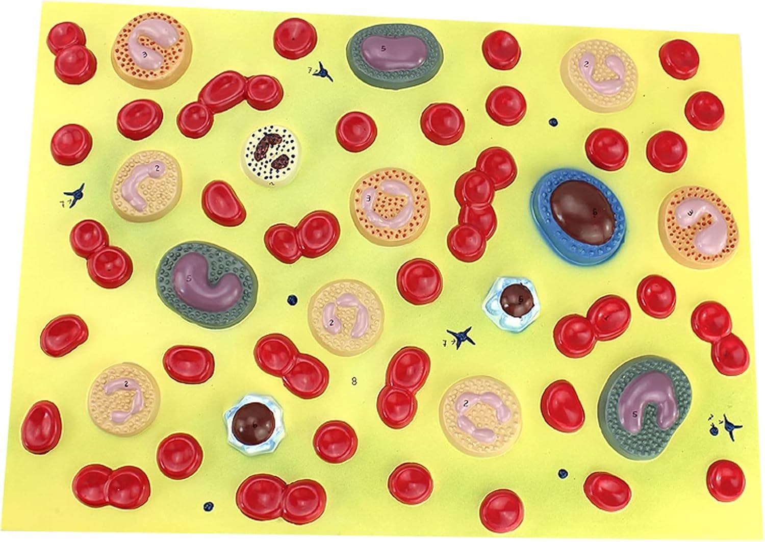 Amazon.com: Adinas Hematological Anatomy Model Cell Model Human Blood ...