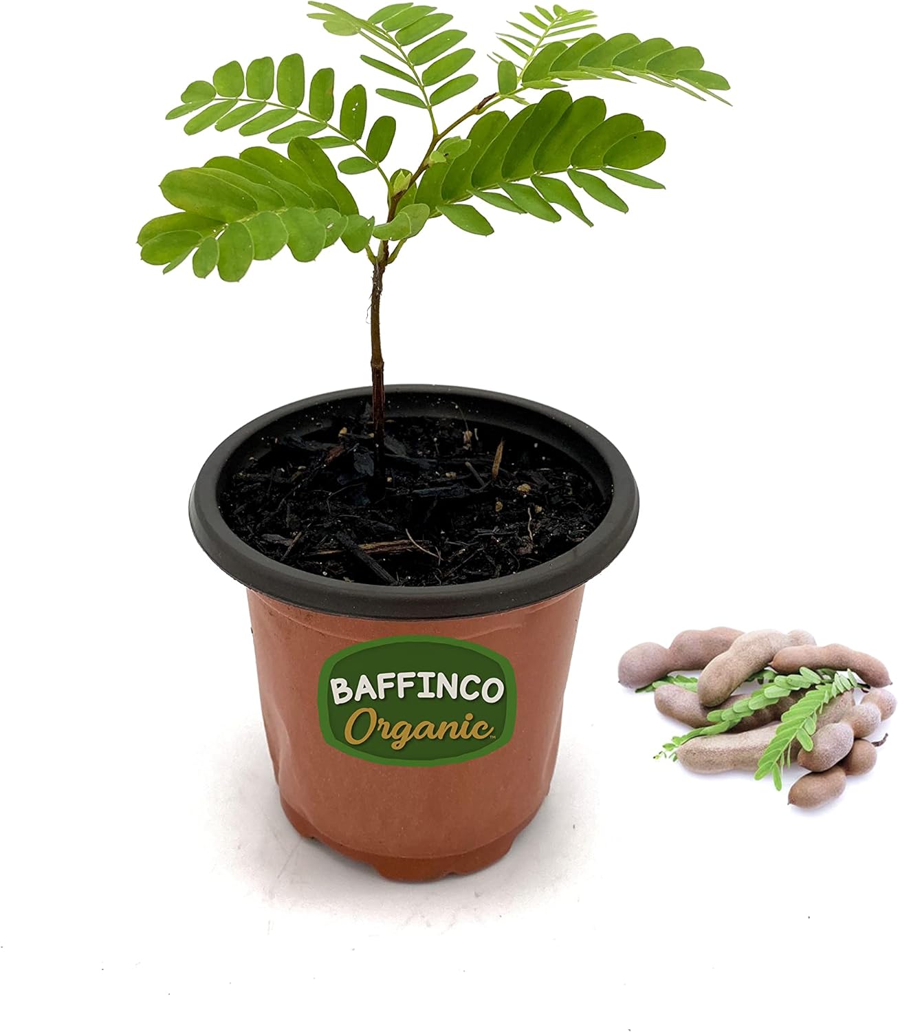 Amazon.com : Tamarind Seedling Organic 5" Live Plant Tropical Fruit ...