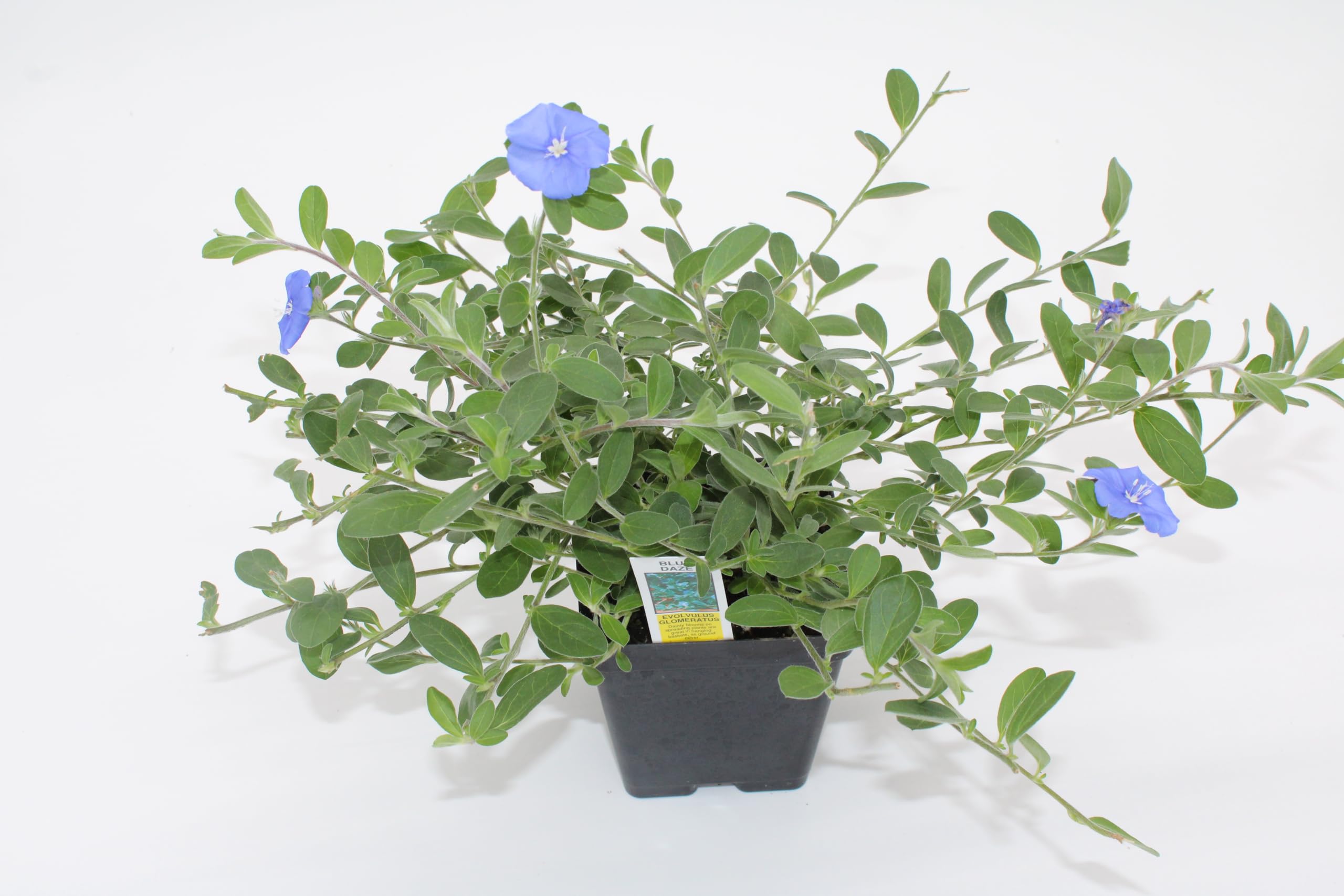 Amazon.com : 3 Live Blue Daze | 4" Pot | Evolvulus glomeratus ...