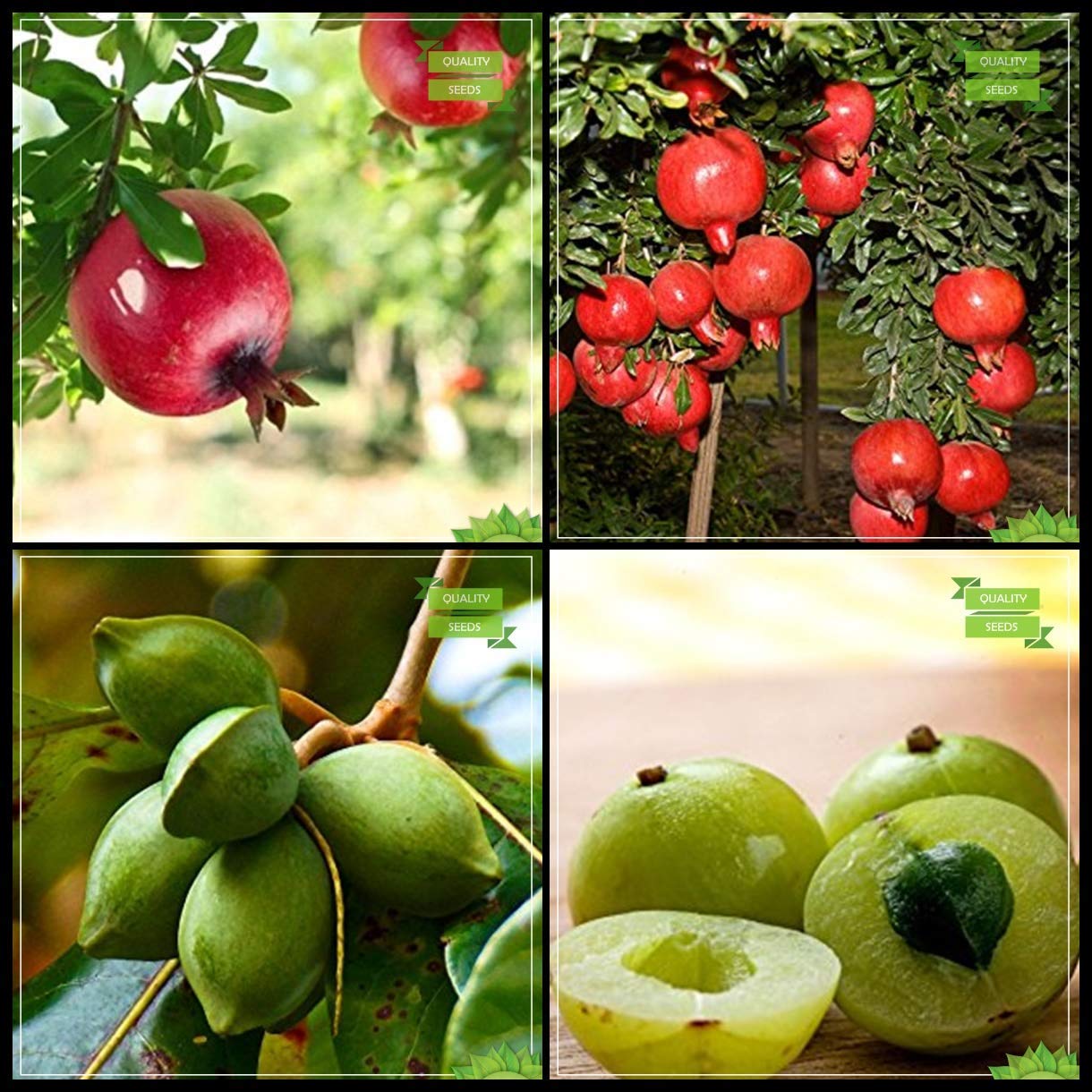 OhhSome Plant Seeds Combo Fruit : Pomagranate, Pomagranate Dwarf ...