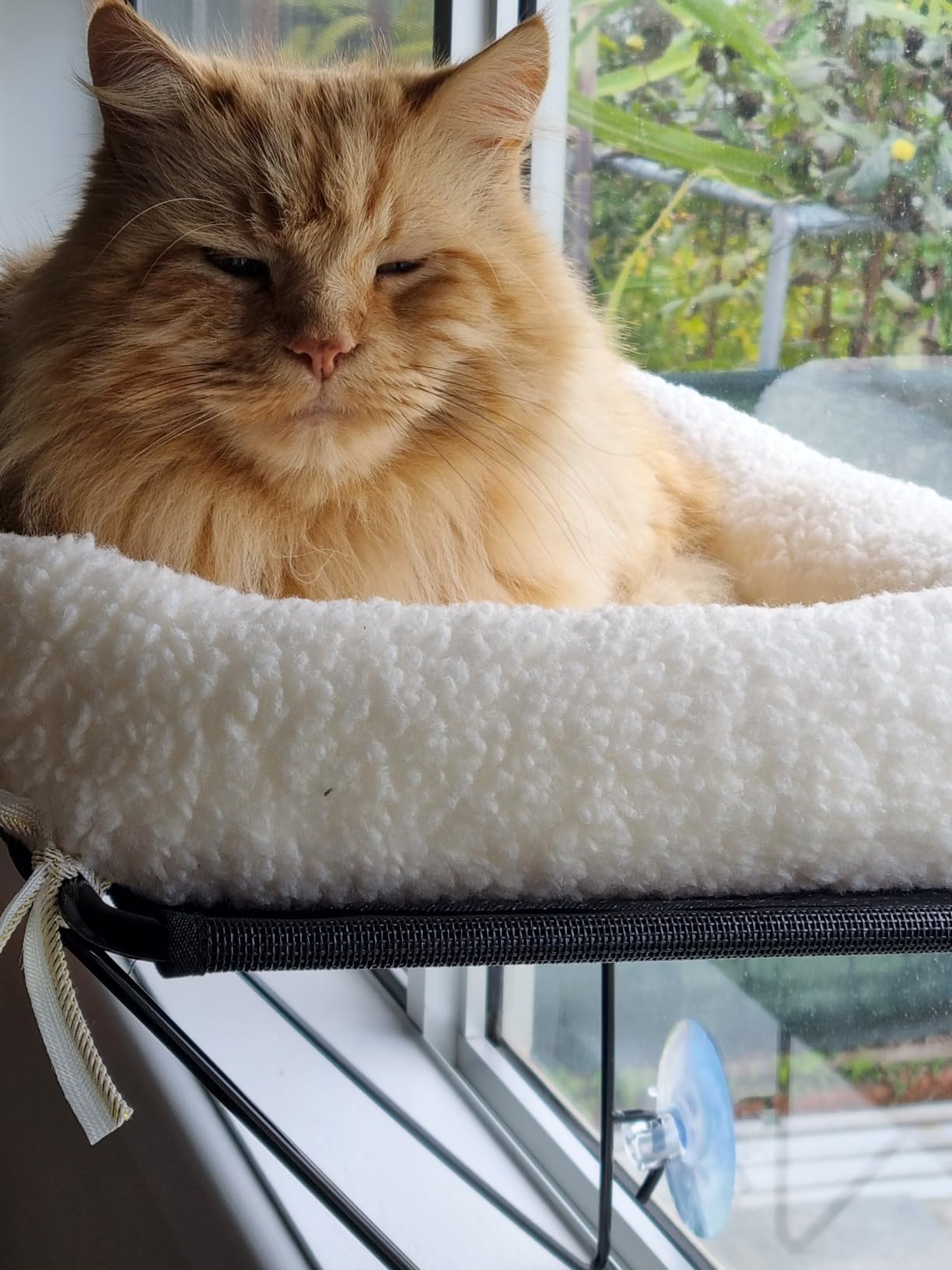 Zakkart Cat Window Perch - 100% Metal Supported from Below - Comes with ...