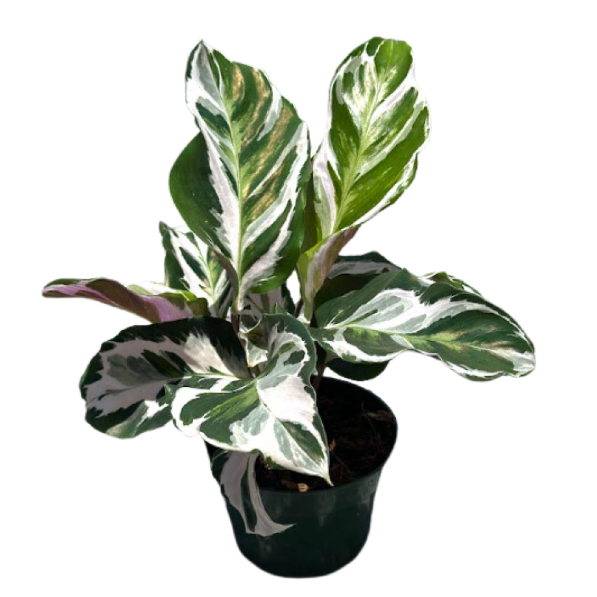 Amazon.com : Calathea Live Plant in 4" Pot - Calathea Stella Plant Live ...