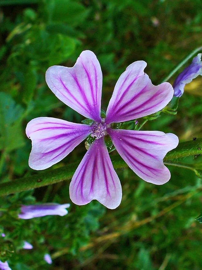 Amazon.com: ZEBRA MALLOW "Malva Sylvestris Hollyhock" 25+Perennial ...