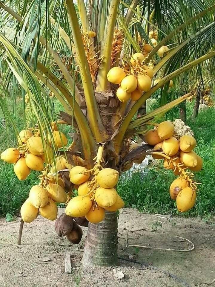Green view® High Yield Hybrid Rare Coconut Live Plant - Qualitative ...