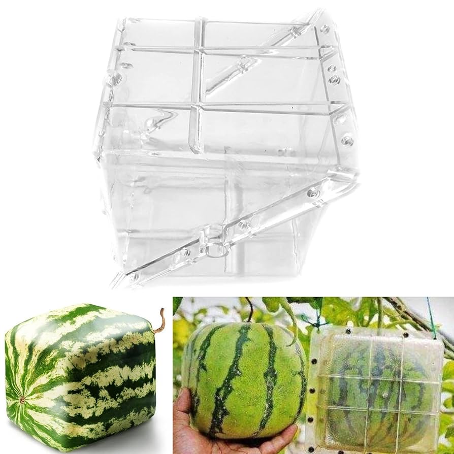 Square Watermelon Molds