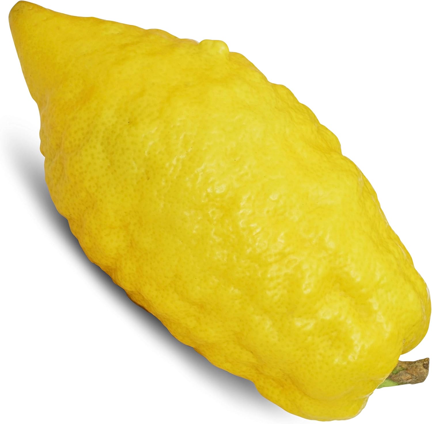 Amazon.com : Etrog for Sukkot - Esrog - Badatz of Jerusalem Kosher ...