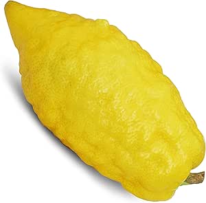 Amazon.com : Etrog for Sukkot - Esrog - Badatz of Jerusalem Kosher ...